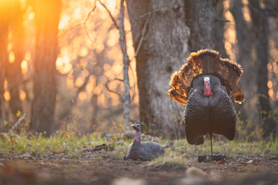 Dave Smith Jake Strutter | Most Effective Turkey Decoys