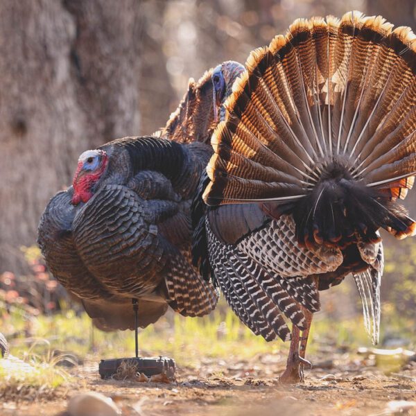 STRUTT’N 360 – Ultimate Dave Smith Decoys Motion System